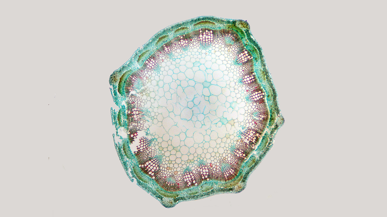 Basic Microscope Skills | NCBioNetwork.org
